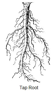 Dividing Perennials - Shippan Point Garden Club